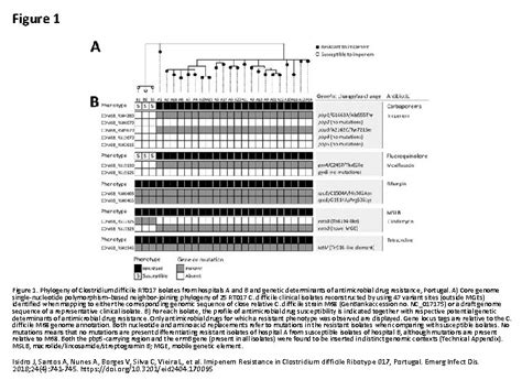Figure 1 Phylogeny Of Clostridium Difficile Rt 017
