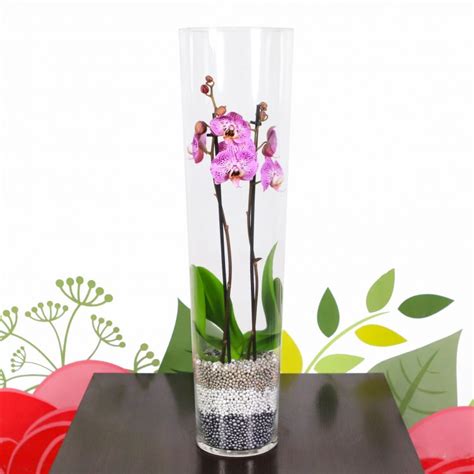 Орхидея Фаленопсис розовая в высоком стекле купить