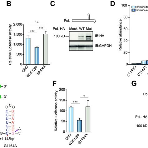 Riboseq And Rna Seq Of An Rcccdna System Of Hbv Reveals Unconventional