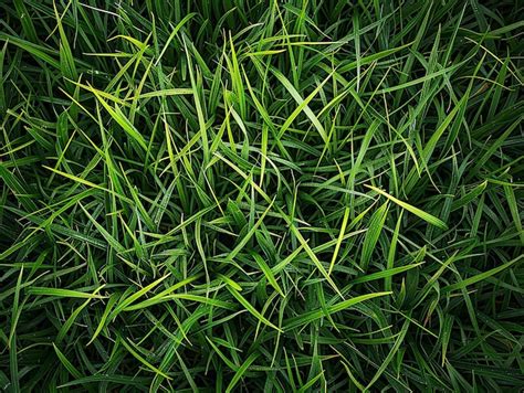 Green Grass In The Sun Premium Ai Generated Image