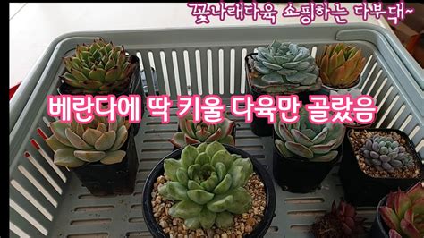 꽃나래다육에서 베란다에서 키울 소형다육이 쇼핑하는 다부댁 이정도 사이즈면 감당 가능함~ Youtube