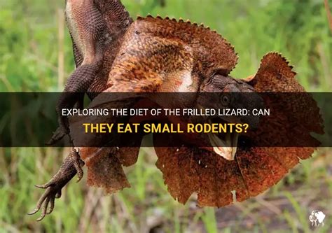 Exploring The Diet Of The Frilled Lizard Can They Eat Small Rodents