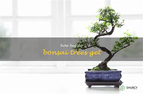 Exploring The Limit How Big Can Bonsai Trees Grow ShunCy
