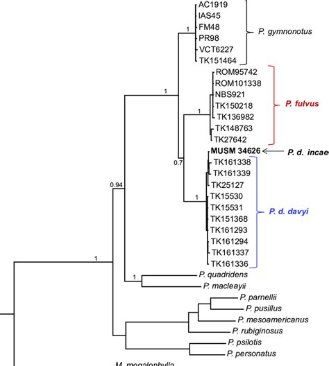 Bayesian Inference Phylogram Using The Concatenated Dataset Co1