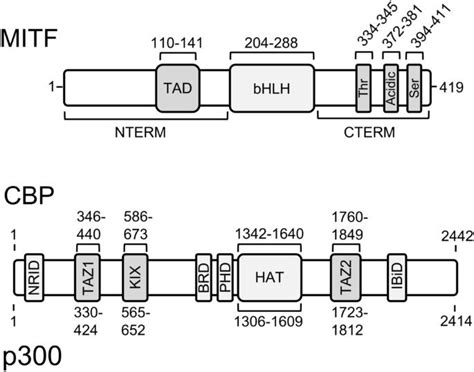 Alexandra Brown Phd On Linkedin The C Terminal Transactivation Domain Of Mitf Interacts