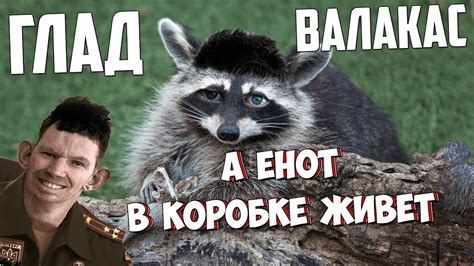 ГЛАД ВАЛАКАС ПОЁТ А ЕНОТ А ЕНОТ В КОРОБКЕ ЖИВЁТ ВАЛЕРОЧКА ЕНОТИК