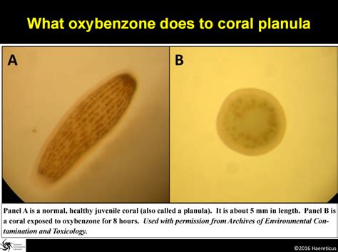 Taking A Stand Hawaii And Palau — Save The Corals