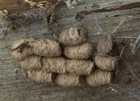 What Bug Makes A Nest That Looks Like Mud At Benjamin Raynor Blog