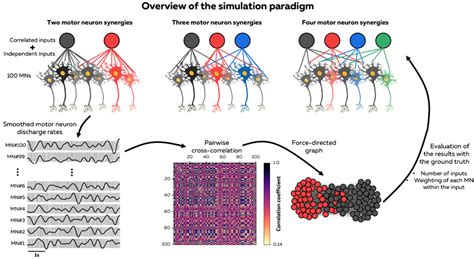 Overview Of The Simulation Paradigmwe Simulated The Firing Activity Of Download Scientific