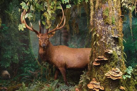 Pytorch Functional Transforms For Computer Vision Geeksforgeeks