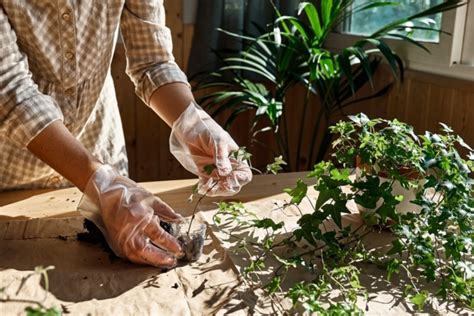 Como Reproducir Hiedra Huerto En Casa