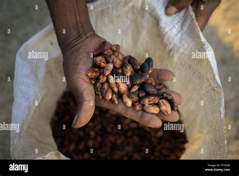 Cocoa Processing High Resolution Stock Photography And Images Alamy