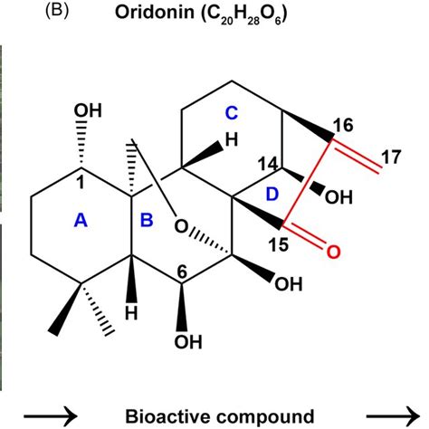 The Chemical Structures Of Oridonin And Its Derivatives Oridonin Is Download Scientific