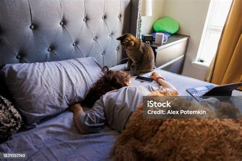 고양이에서 아침 일어나기 줄무늬 고양이는 잠 못 이루는 밤 후 졸린 여성 주인을 깨웁니다 애완고양이에 대한 스톡 사진 및 기타 이미지 Istock