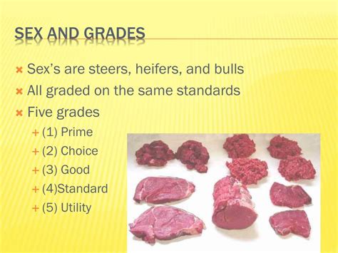 Ppt Marketing Beef Powerpoint Presentation Free Download Id444155