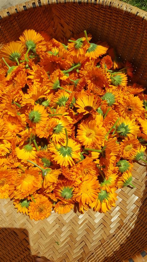 Calendula Sawmill Herb Farm