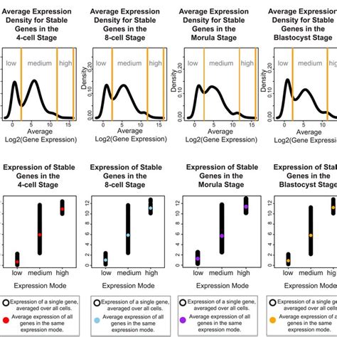 Investigating Inter Cellular Gene Expression Variability A