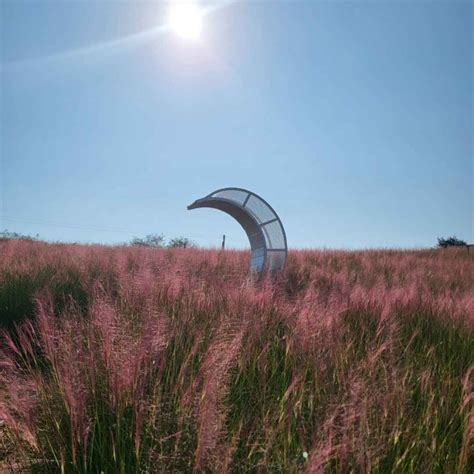 [전북특별자치도 고창군] 고창청농원 핑크뮬리시즌