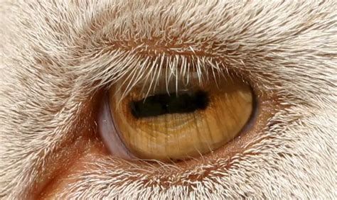 Goat Eyelid Color Chart Goat Eye Chart Colour Chart For Visual