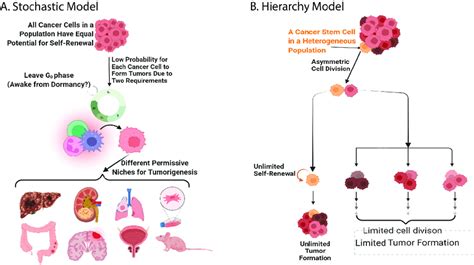 The Hierarchy Model And The Stochastic Model Are The Two Main
