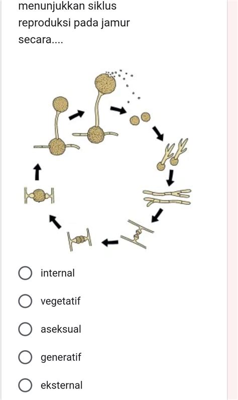 Menunjukkan Siklus Reproduksi Pada Jamur Studyx