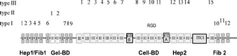 The Modular Structure Of Fibronectin Fibronectin Consists Of The Download Scientific Diagram