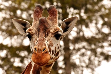 Heres An Angry Giraffe Chasing Down Tourists In A Jeep Like The T Rex