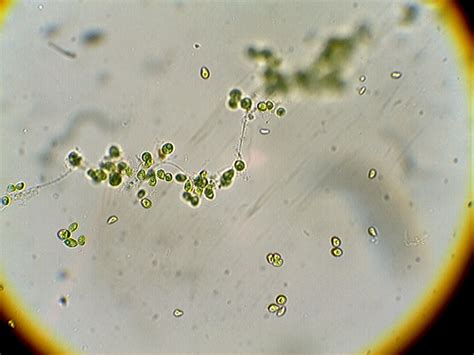 Help In Microalgae Identification Researchgate