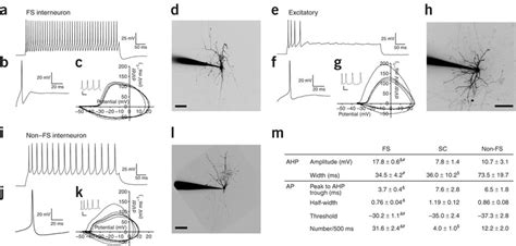 Characterization Of Cell Types In Layer Iv Barrel Cortex In The First Download Scientific