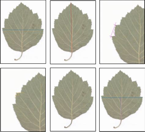 Leaf Phenological Measurements From Left To Right Leaf Width Leaf
