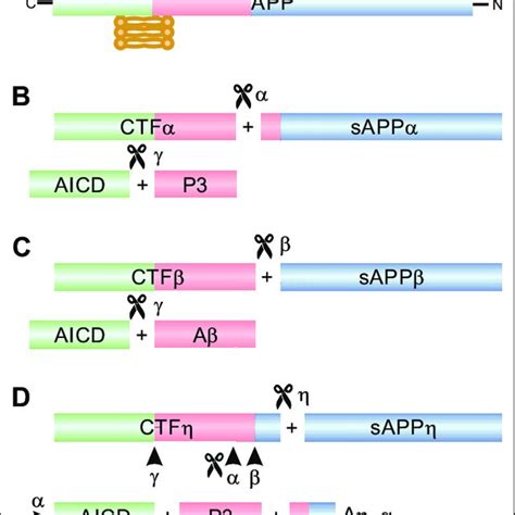 Proteolytic Processing Of App By The Secretases A Schematic
