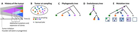 Phylogenetics Approach To Understand The Mutation Progression Order