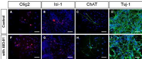 Motor Neuron Differentiation From Mouse Es Cells After Eb Download Scientific Diagram