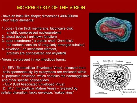 Ppt Smallpox Powerpoint Presentation Free Download Id74068