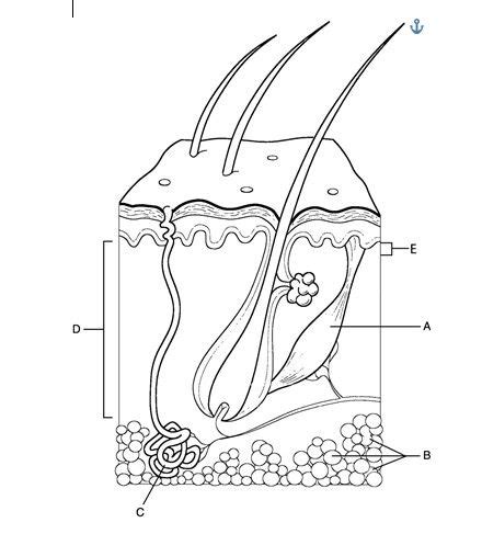 Plant Structure Diagram