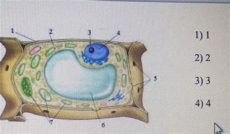 Рассмотрите клетки изображенной на рисунке и укажите Какой цифрой обозначено её ядро Школьные