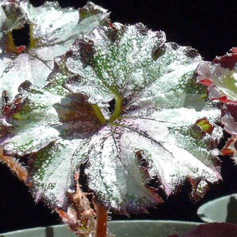 Begonia Rex Hybrids Cactus Jungle