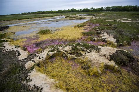 Pull The Plugs How A Simple Move May Help Plum Islands Salt Marshes
