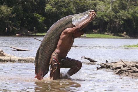Amazing Arapaima Photos Of The Amazons Biggest Fish Live Science
