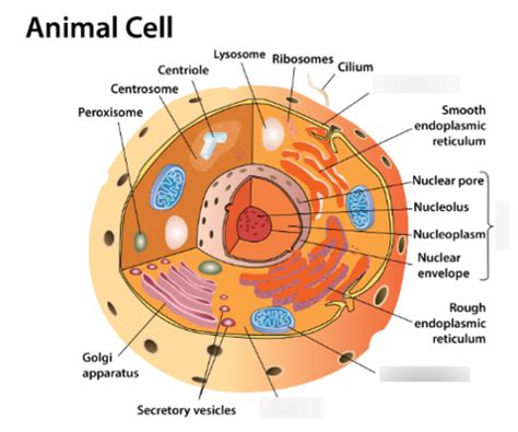 Nucleoplasm Animal Cell