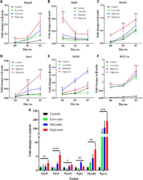 Expression Of Myogenic And Mitochondria Related Genes During Myogenic