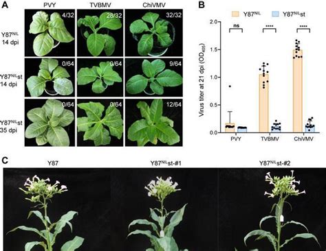 Simultaneous Knockout Of Multiple Eukaryotic Translation Initiation Factor 4e Genes Confers