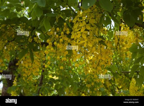 Golden Shower Tree Also Known As Indian Laburnum Sonalu Sonali