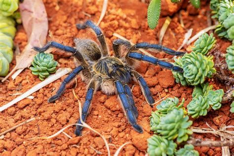 How A 100 Year Old Baboon Spider Specimen Improved With Age Sanbi