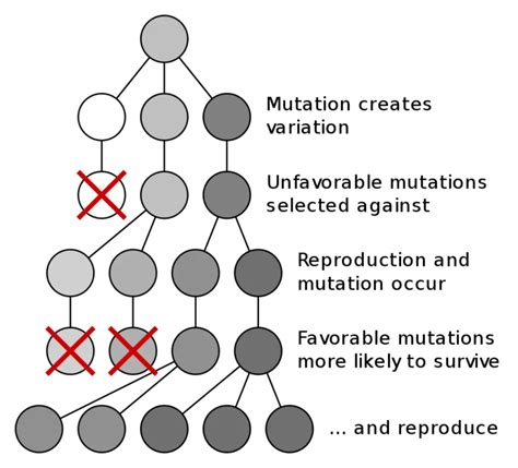 Microevolution Definition Causes Examples Biology Notes Online