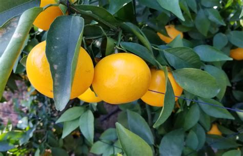 精彩抢先看，12月柑橘上需要用到哪些农资呢？ 知乎