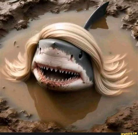 Mudshark Memes Best Collection Of Funny Mudshark Pictures On Ifunny