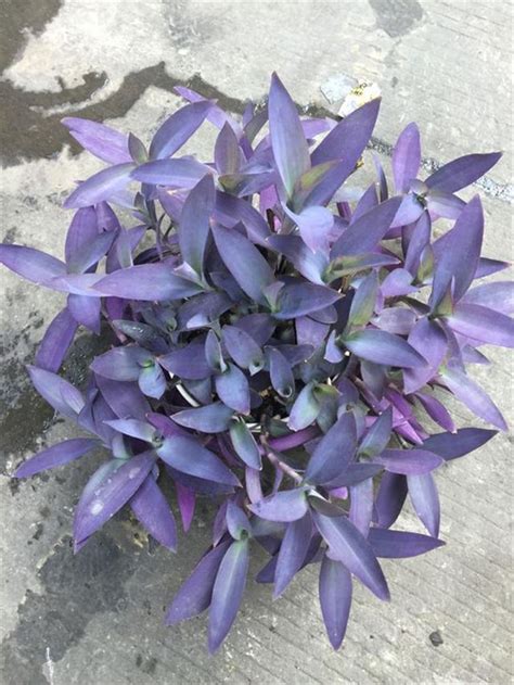 紫竹梅怎麼養學好這3招枝葉繁茂花開好 每日頭條