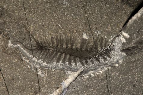 508 Million Year Old Worm Fossil Found In Canada National Geographic
