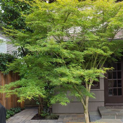 Seiryu Japanese Maple
